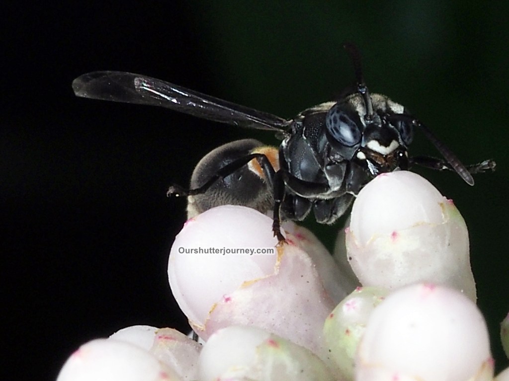 Special Customized VC Macro Diffuser | SHUTTER JOURNEY SINGAPORE